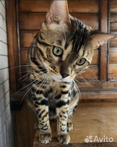 Котик ждет вашу кошечку для вязки