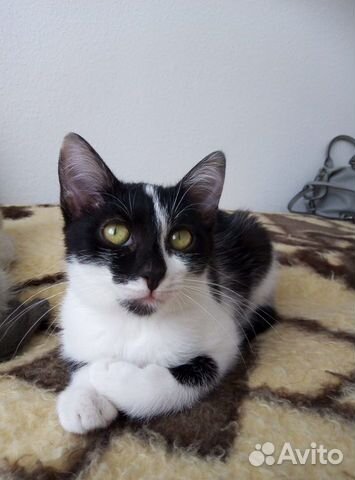 Котенок Машка в лучшие руки