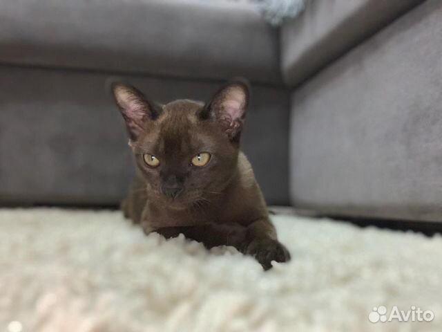 Продам котёнка европейской бурмы