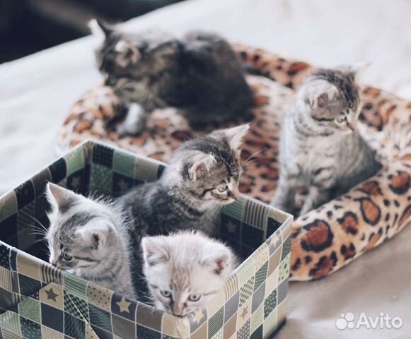 Котята в добрые руки бесплатно
