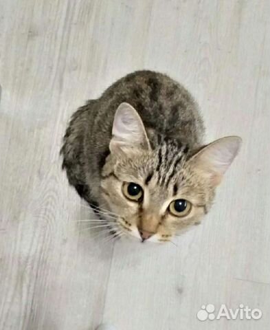Кошечке Стасе нужны любящие, заботливые хозяева
