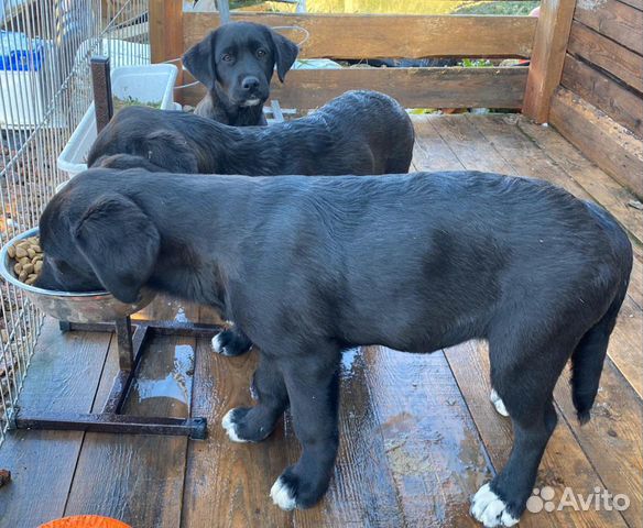 Собака / щенки / лабрадор 3шт