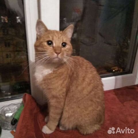 Рыжий Кот потеряшка