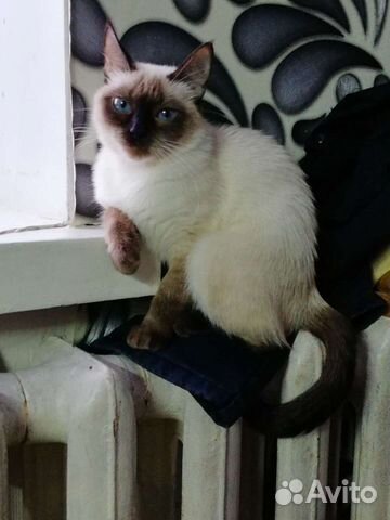 Кошка на вязку