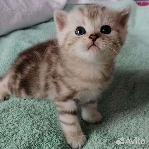 Серебристая мраморная шиншилла мальчик