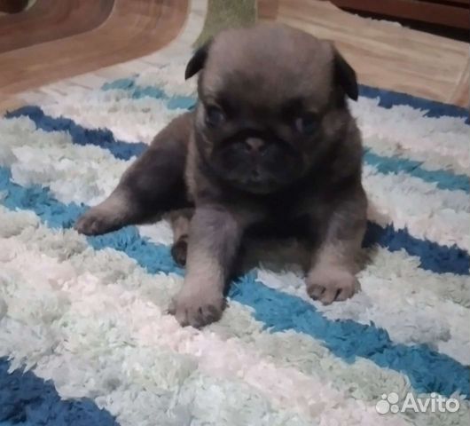 Щенки мопса