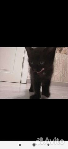 Кошки в добрые руки бесплатно