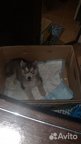 Хаски мальчик щенок