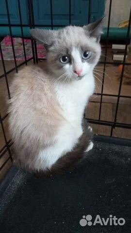 Котенок мальчик бесплатно
