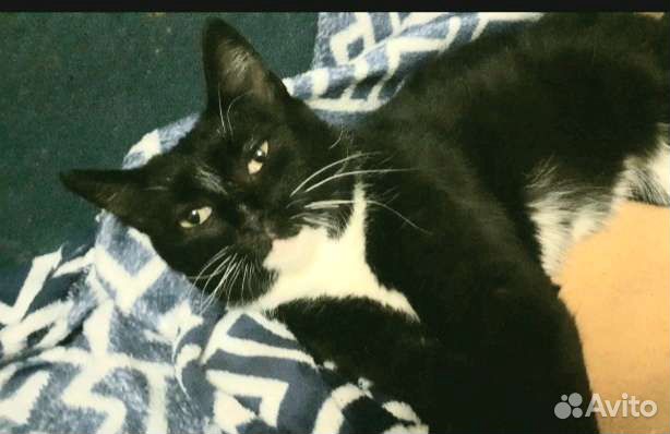 Ласковая кошечка Марго