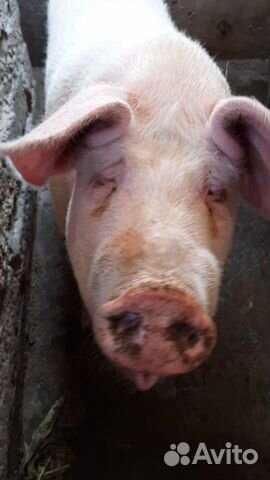 Продам хряка