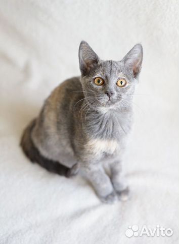 Кошки в добрые руки