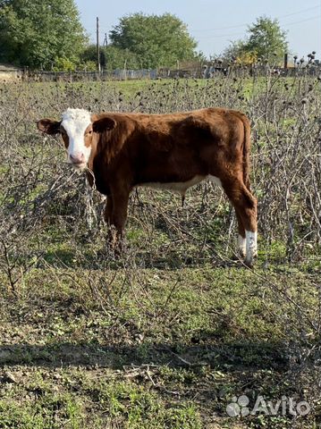 Бычки, телята