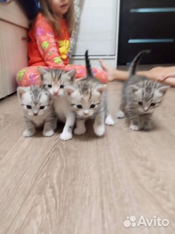 Милые котятки от вислоухой шотландской кошечки