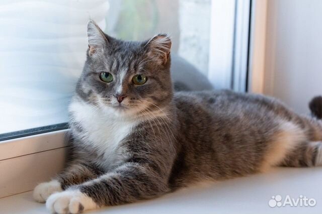 Кошка молодая бесплатно