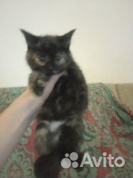 Котята крысоловы в хорошие руки