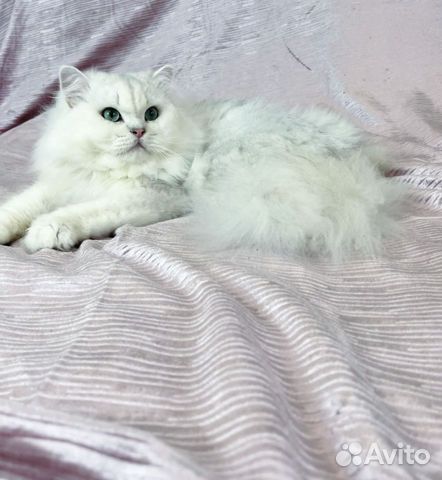 Лучший кот, лучшим хозяевам