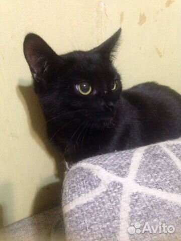 Кошка стерилизованная