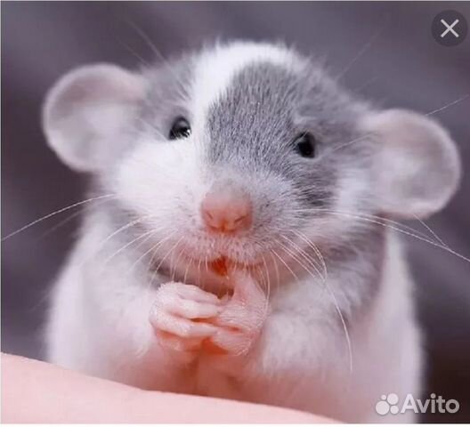 Крыса декоративная