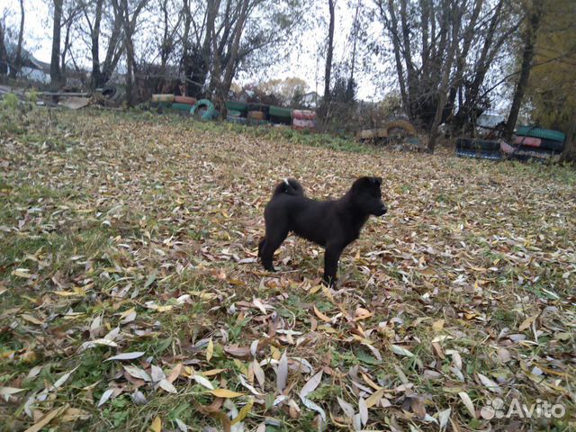 Русско европейская лайка