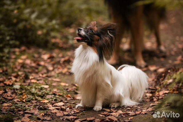 Молодая сука Папийон