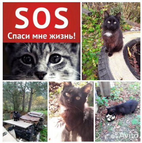 Ручные котята замерзают одни на дачах