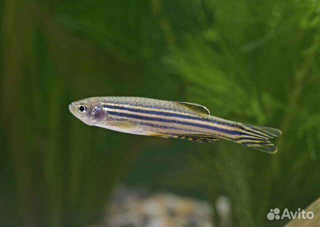 Мальки Данио рерио