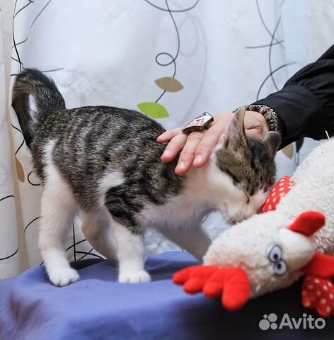 Очень ласковый малыш котёнок