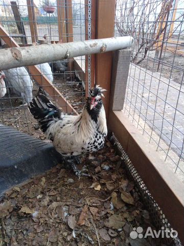 Петух павловское серебро