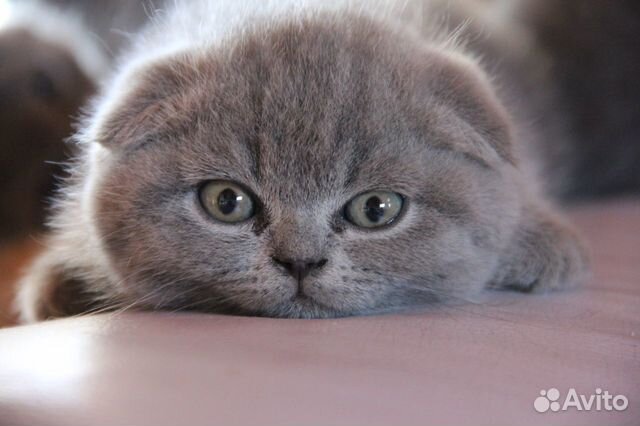 Голубые вислоухие котята