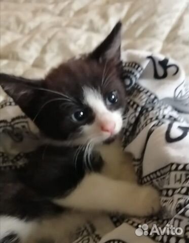 Котенок Брюс