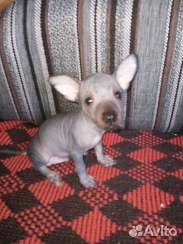 Щенок ксолоитцкуинтли