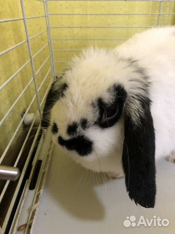 Кролик вислоухий