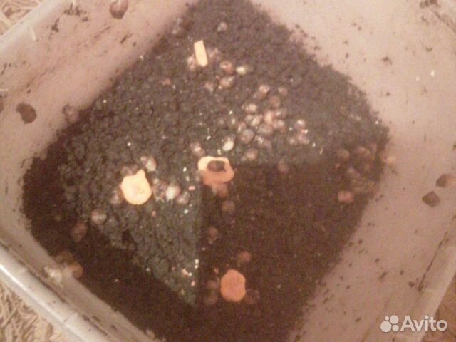 Улитята ахатины