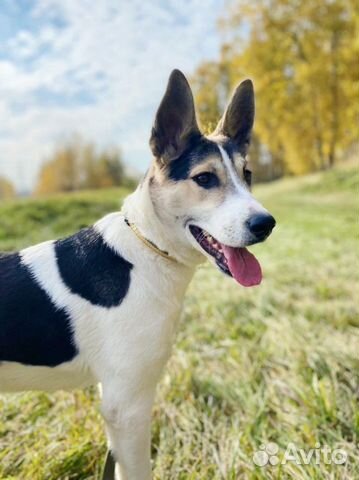 Вега собака из приюта