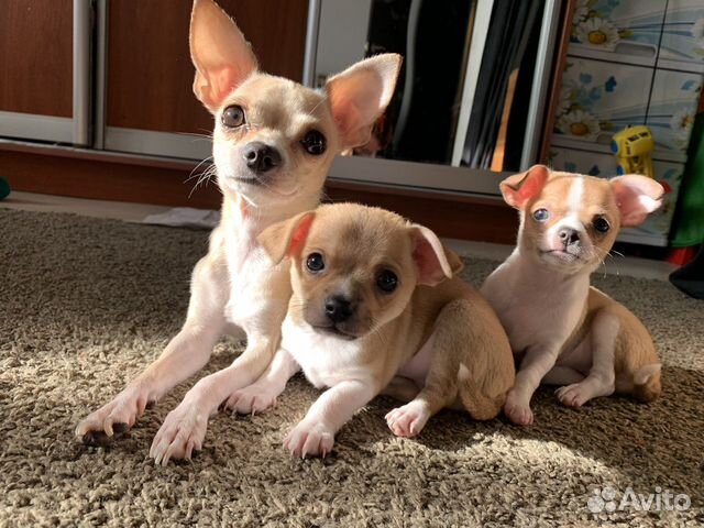 Чихуахуа мини