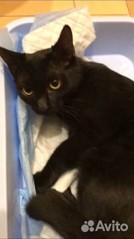 Хэллоуинский котёнок в добрые руки