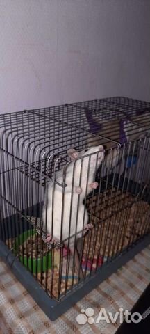 Крыса с клеткой