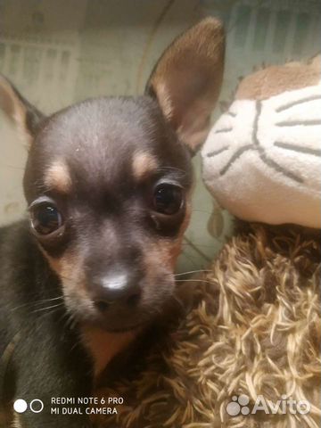 Щеночек Мини Той-Терьера