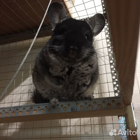 Шиншилла черный бархат в добрые руки