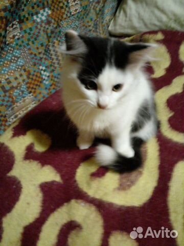 Беленький пушистый котенок около 3 мес ответсвен
