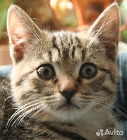 Чудесная котенок-девочка 3 месяца