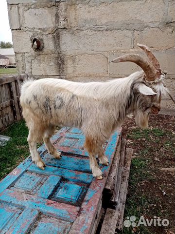 Продам козла 1.5 года