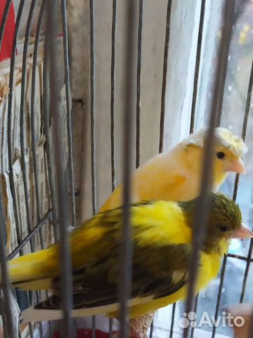 Кенор,канарейка
