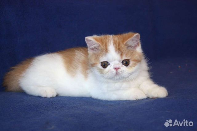 Экзотический котенок