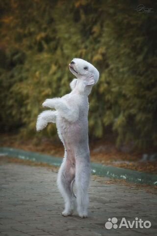 Щенки Бедлингтон терьера