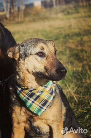 Собака Комета в добрые руки