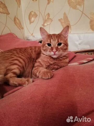 Котик подросток