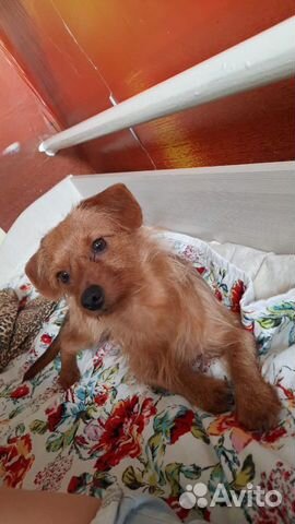 Вязка собак