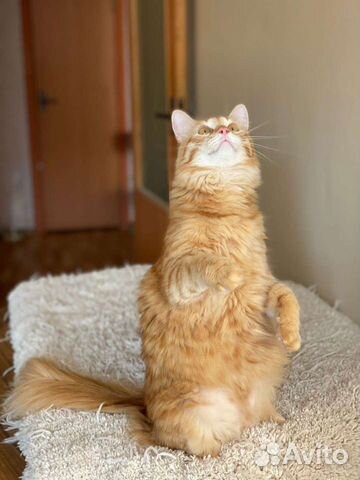 Рыжий яркий котяра Левушка в дар